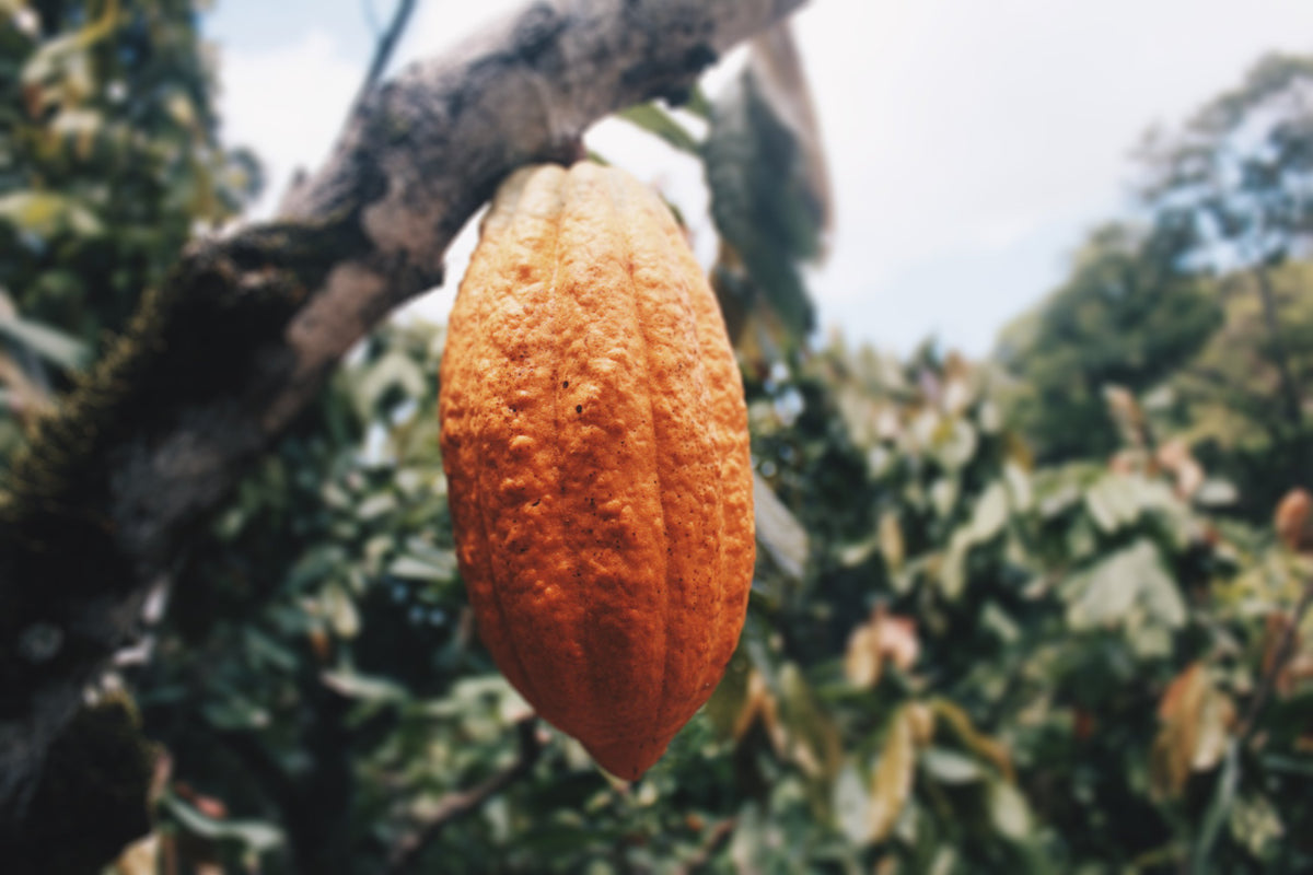 Is cocoa the new wine? - “Cocoa Powder” vs. Indio Rojo, White Porcelan ...